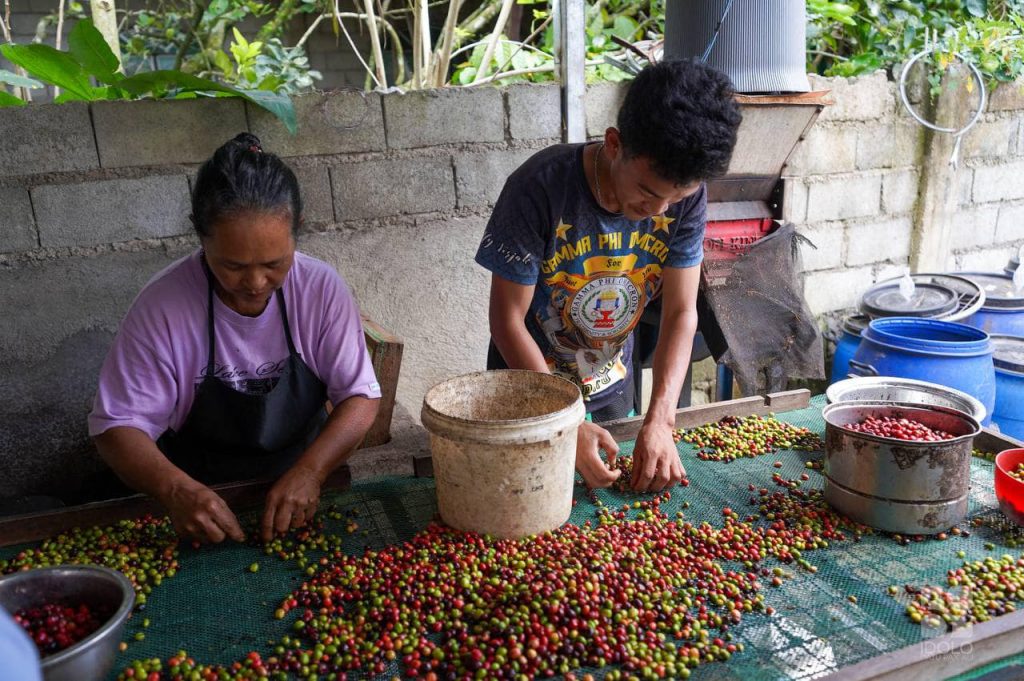 Sultan Kudarat: The Coffee Capital of the Philippines Leading the Way ...