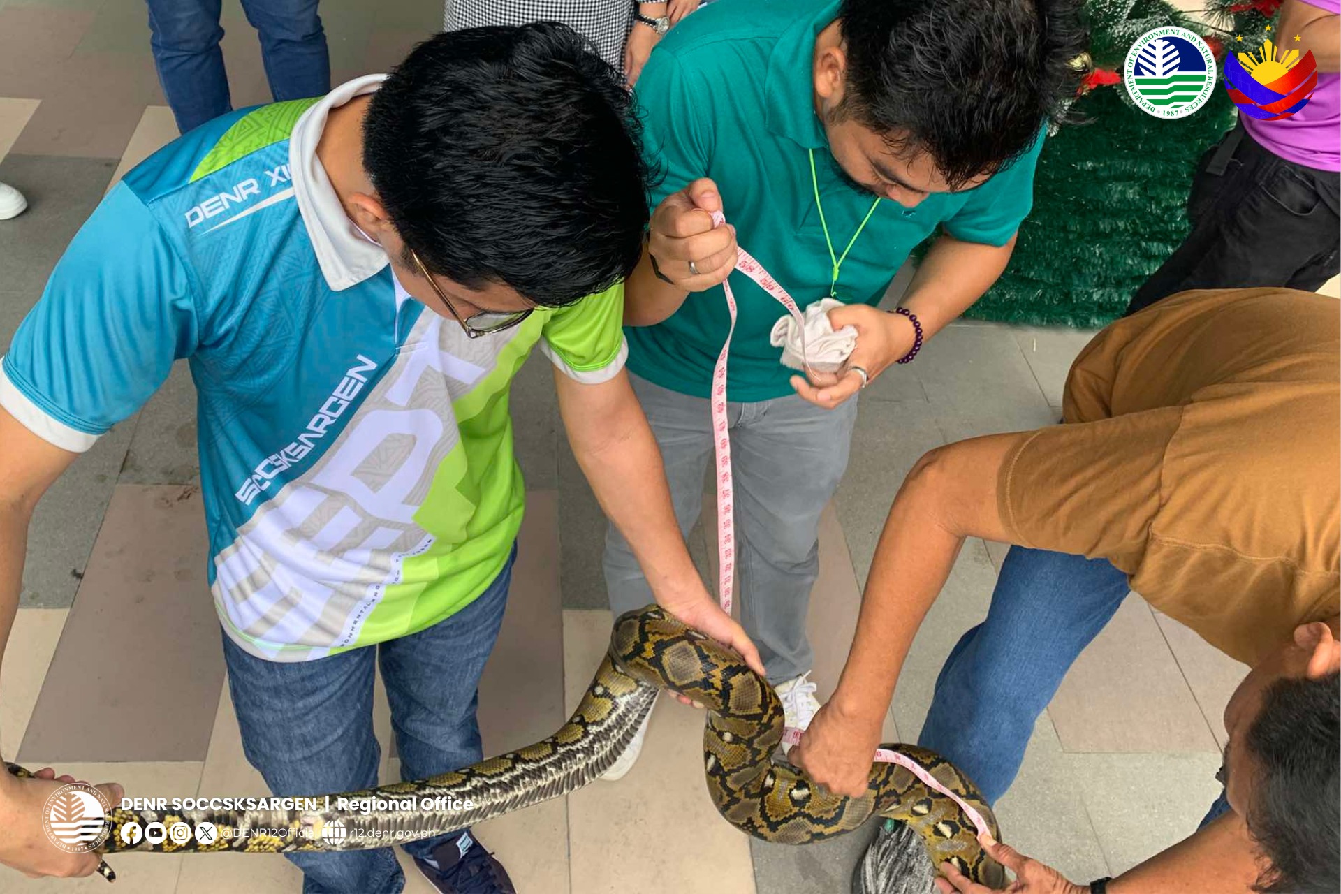 Male Reticulated Python Rescued in Koronadal City: A Reminder of ...