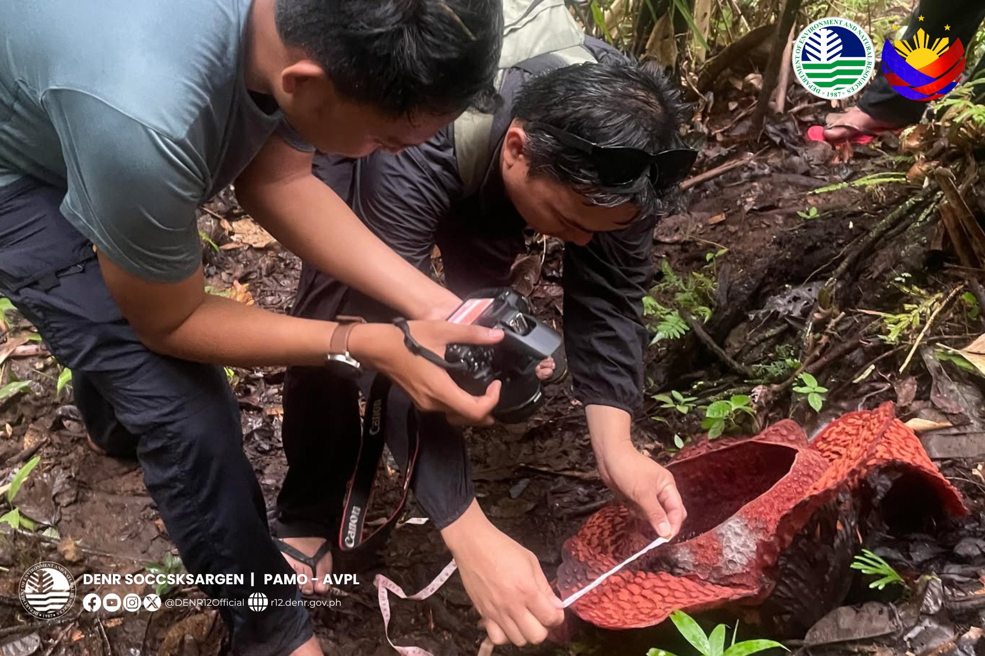 Rare Rafflesia Schadenbergiana Blooms in Lake Sebu’s Allah Valley ...