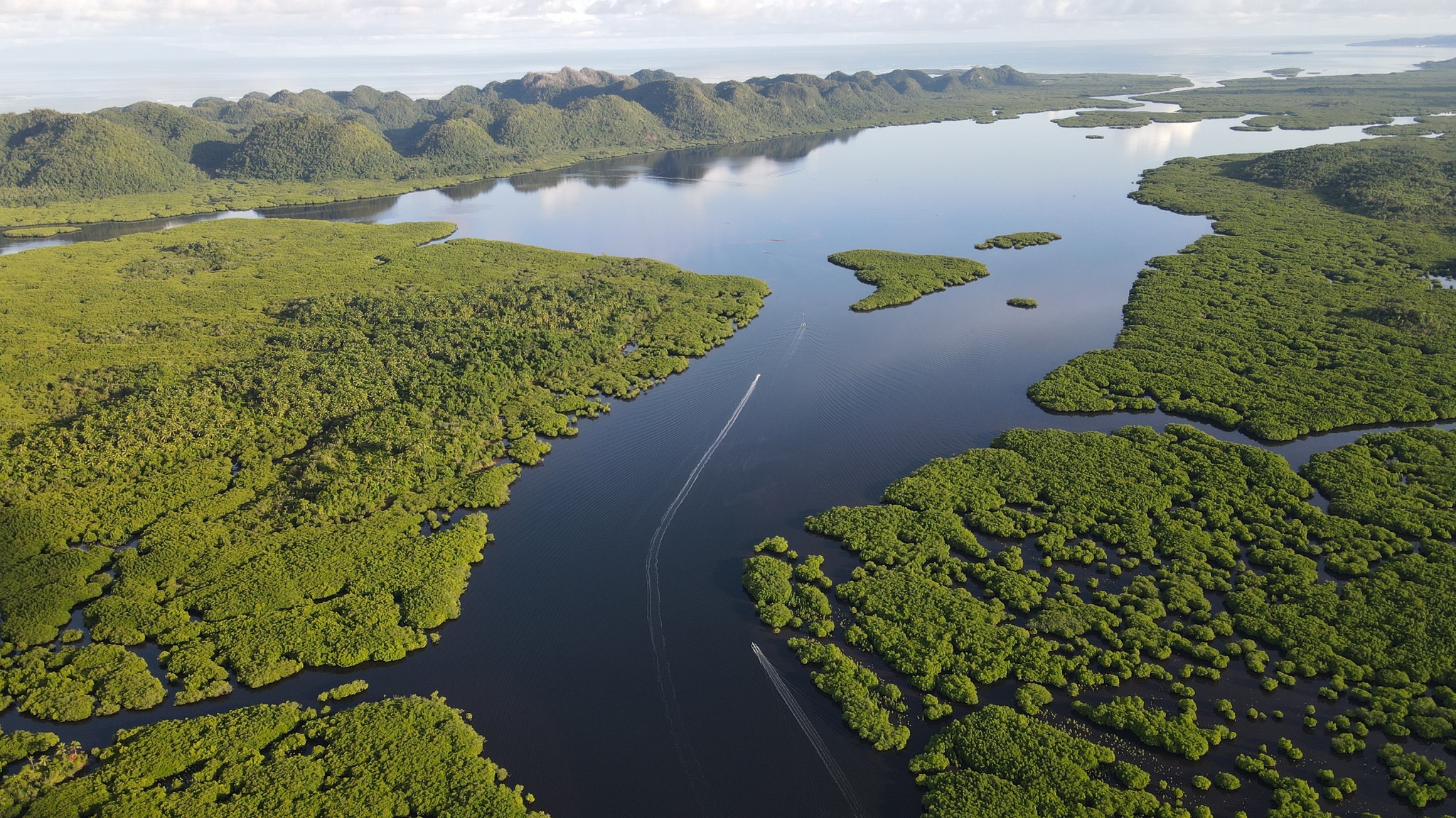 From Destruction to Designation: How Del Carmen’s Mangroves Became a ...