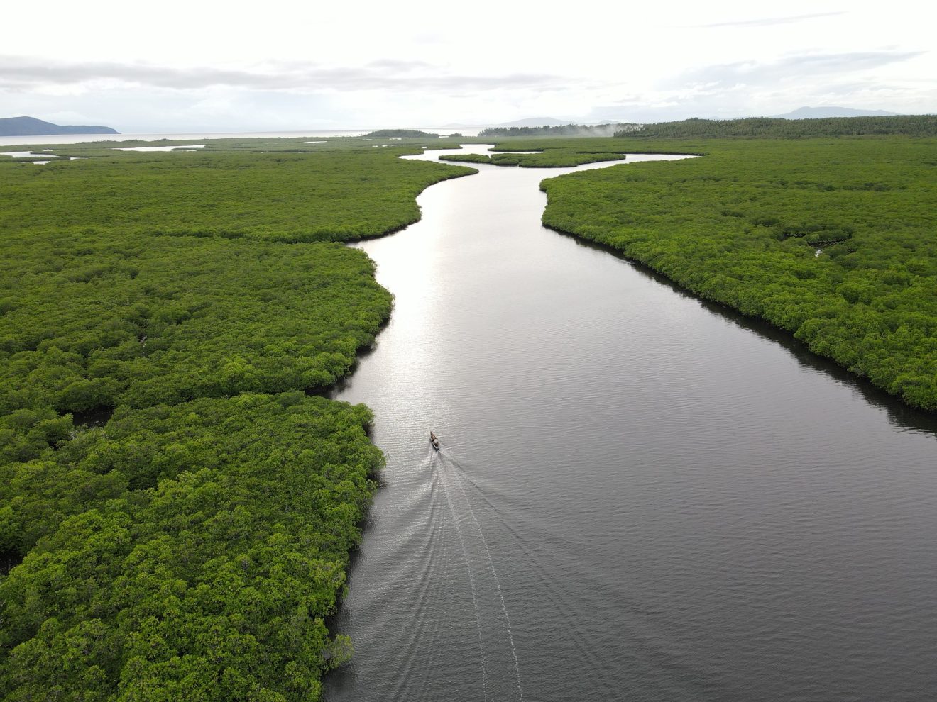 From Destruction to Designation: How Del Carmen’s Mangroves Became a ...