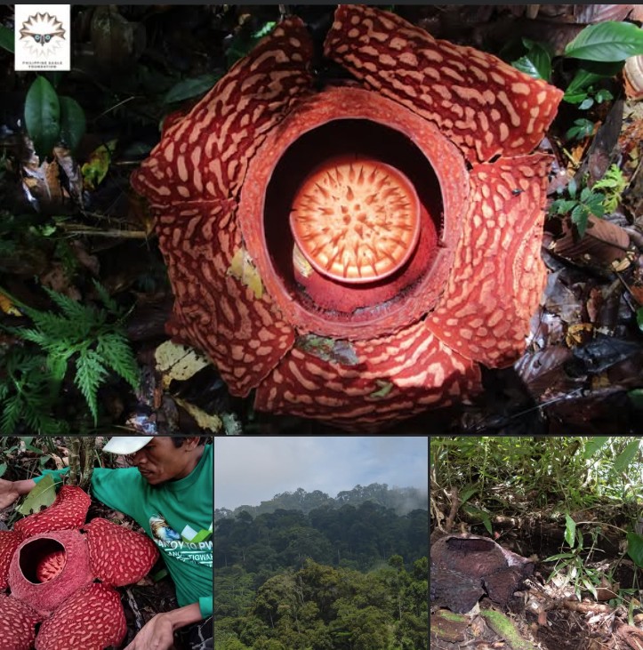 RARE GIANT BLOOM FOUND IN BUKIDNON: Indigenous-Led Discovery of ...