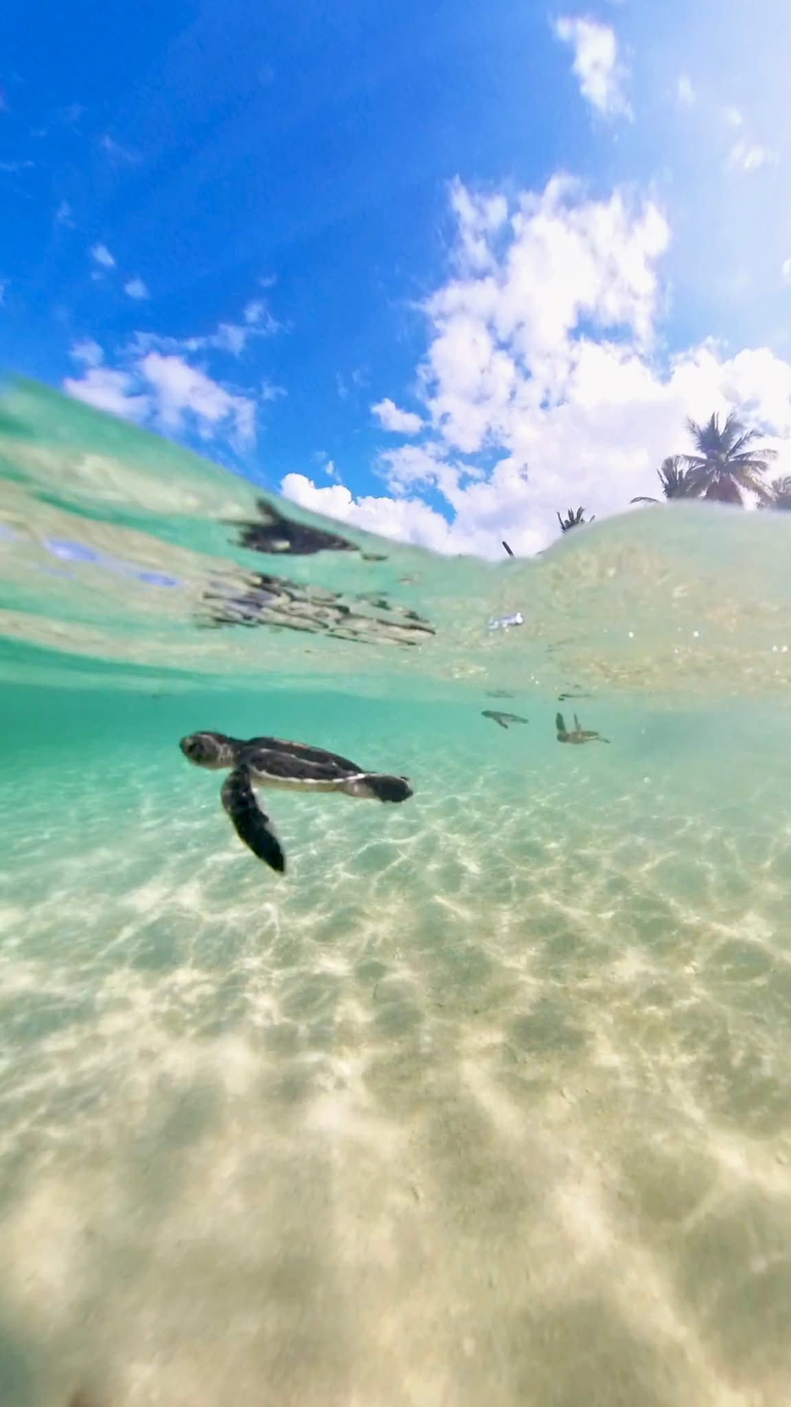 Turtle Islands: The Philippines’ Southernmost Gem Strengthening ...