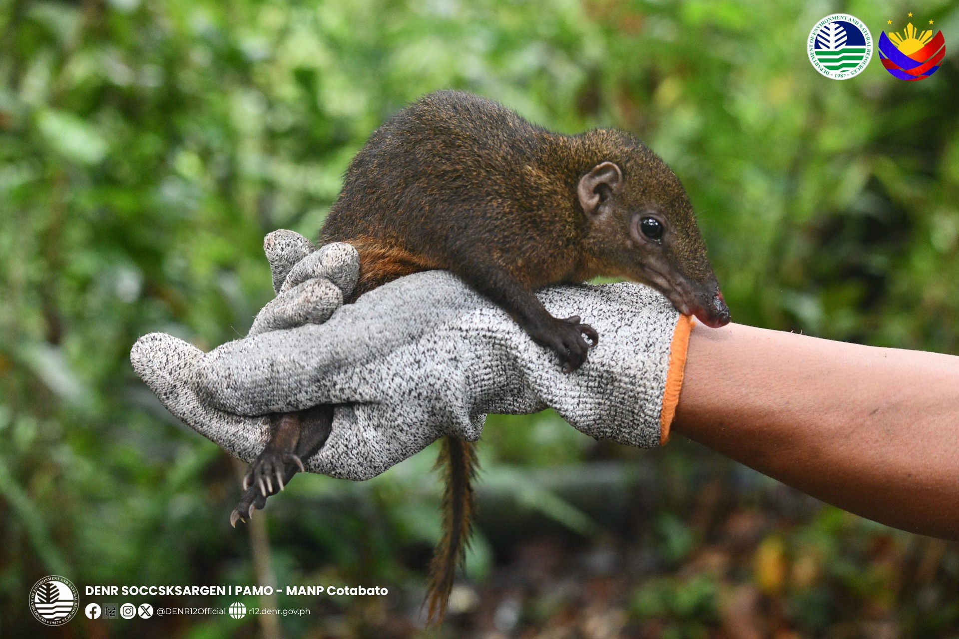 Rare Mindanao Tree Shrew Documented in Mt. Apo Natural Park - The ...