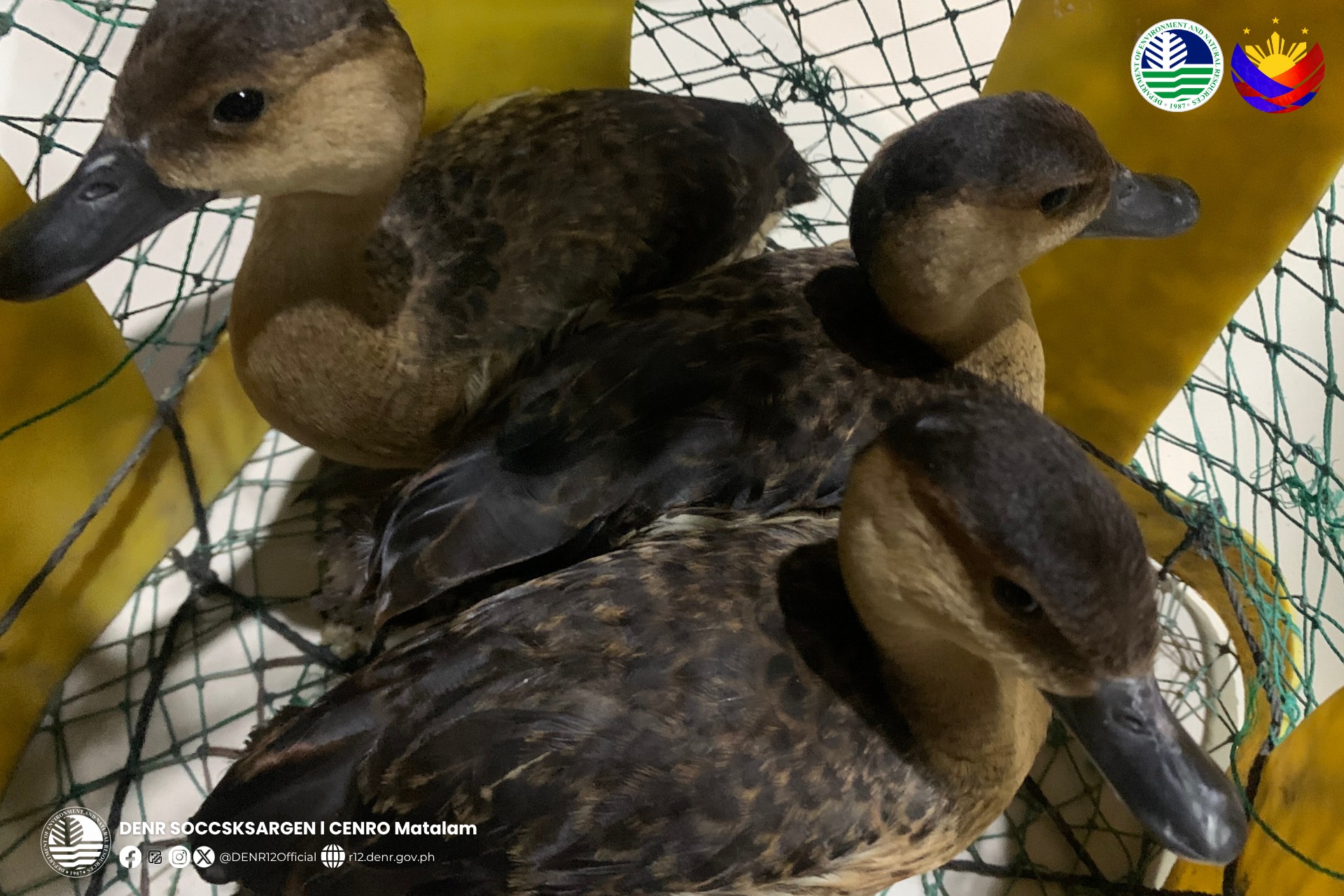 Online Seller Nabbed in M’lang for Illegal Trade of Endangered ...