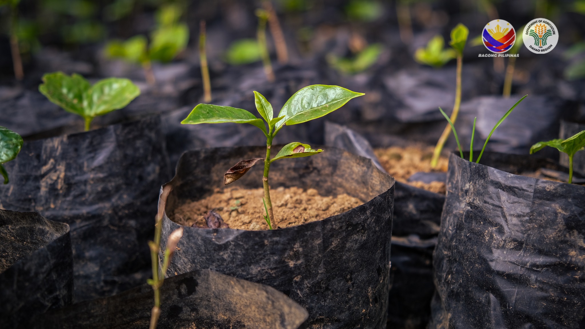 Brewing Gold in the Highlands: How Davao’s First Geisha Coffee Farm Is ...