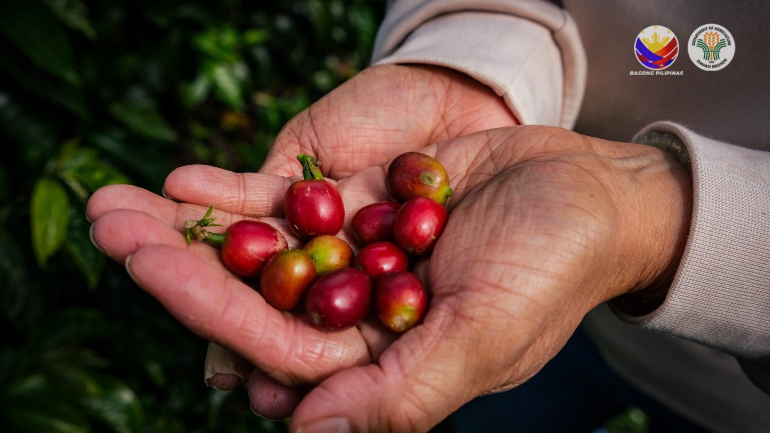 Brewing Gold in the Highlands: How Davao’s First Geisha Coffee Farm Is ...