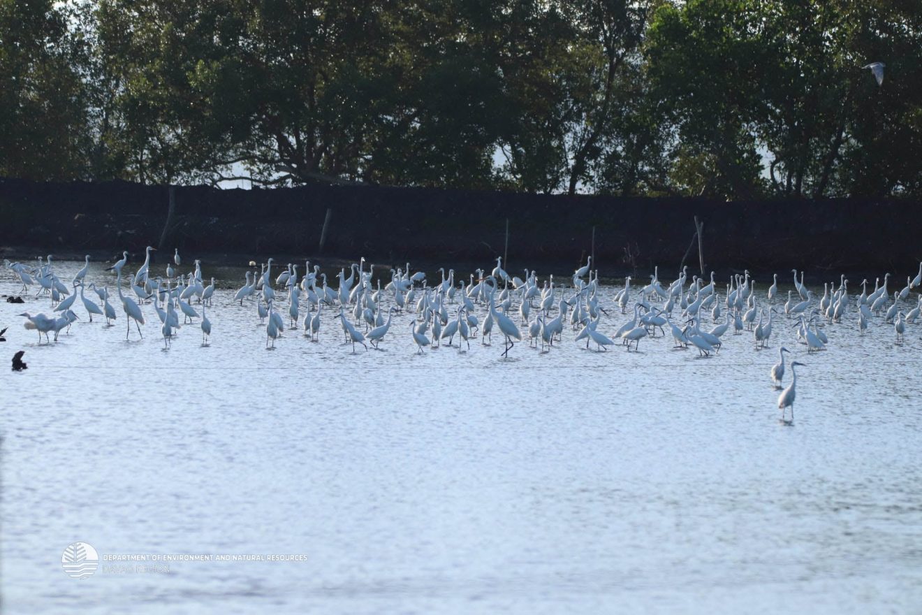 Rare ‘Bird of the Legend’ Returns as Davao Logs Over 20,000 Waterbirds ...