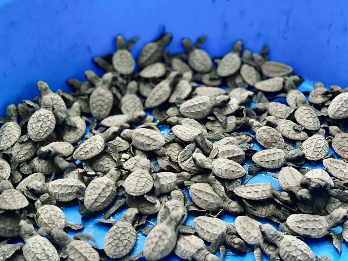 144 Hawksbill Hatchlings Take First Swim Toward Survival at Aboitiz ...