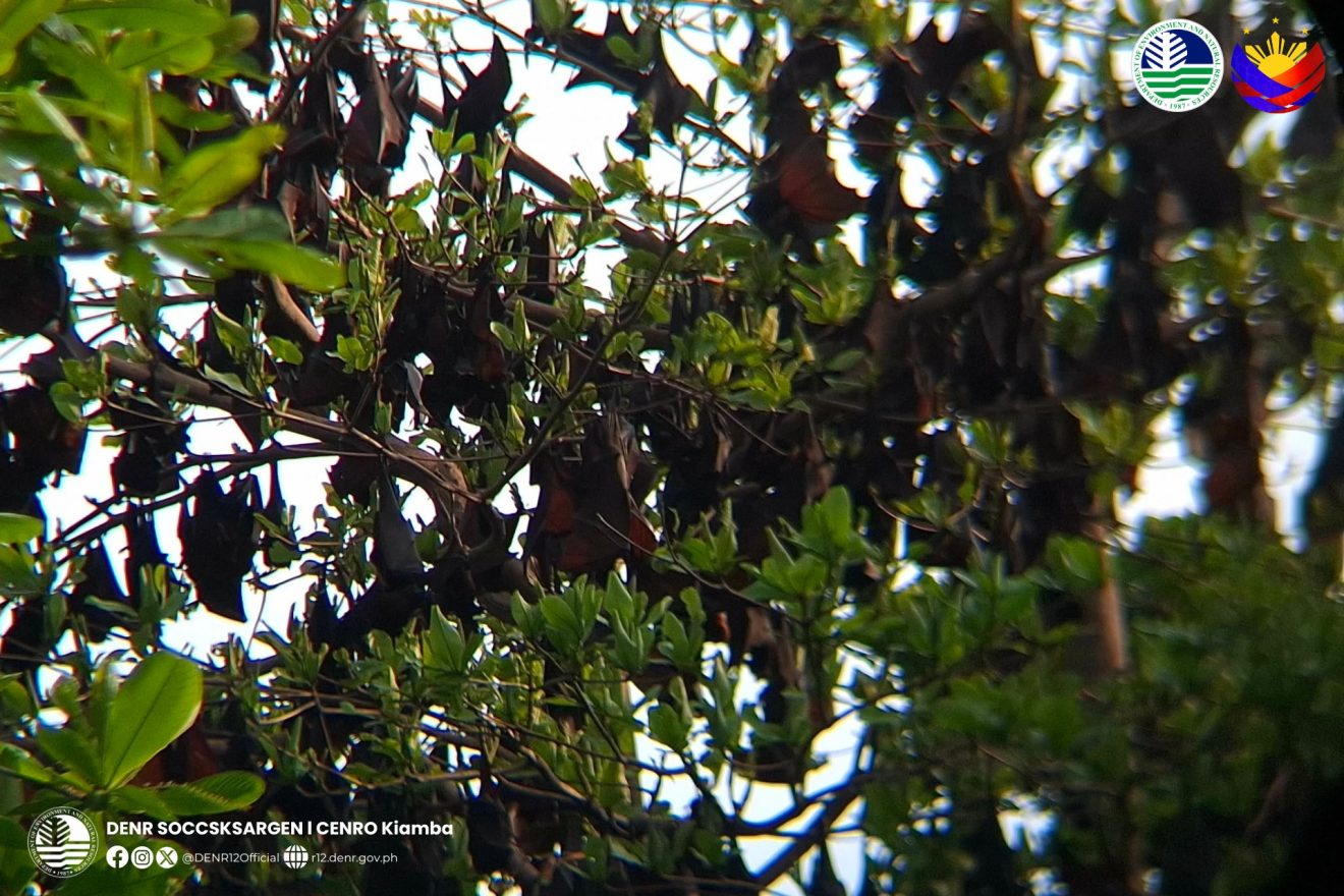 3,000 Bats Recorded in Maitum—A Strong Sign of Life, But a Warning Amid ...