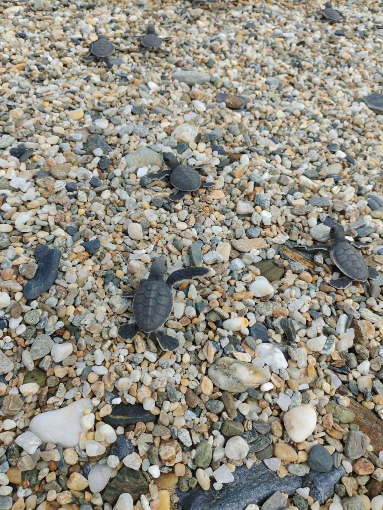 Tiny Guardians of the Sea: Community Effort Helps 94 Endangered Green ...